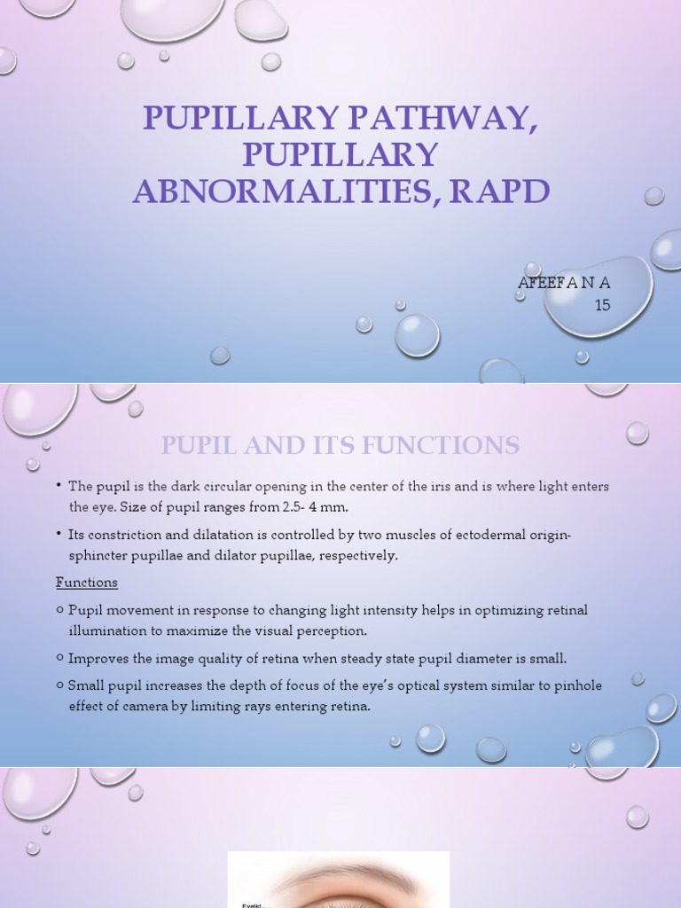 Pupillary Pathway, Pupillary Abnormalities, RAPD | PDF | Nervous System ...