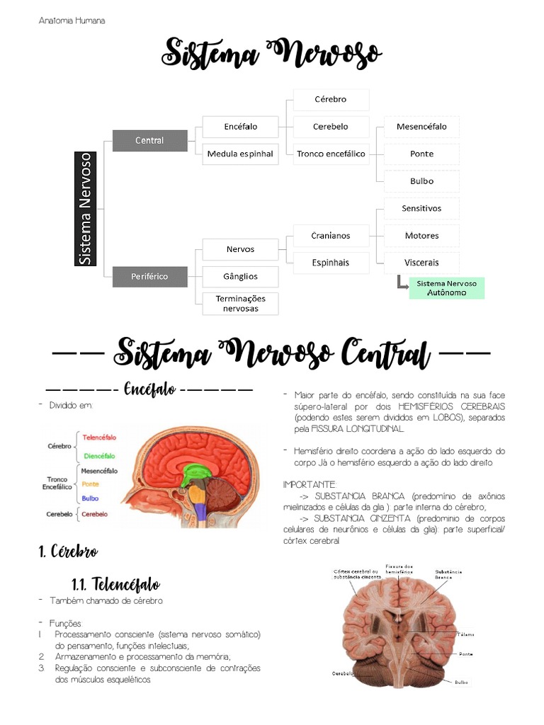 SNC e SNP - Anatomia Humana PDF | PDF | Cérebro | Cerebelo