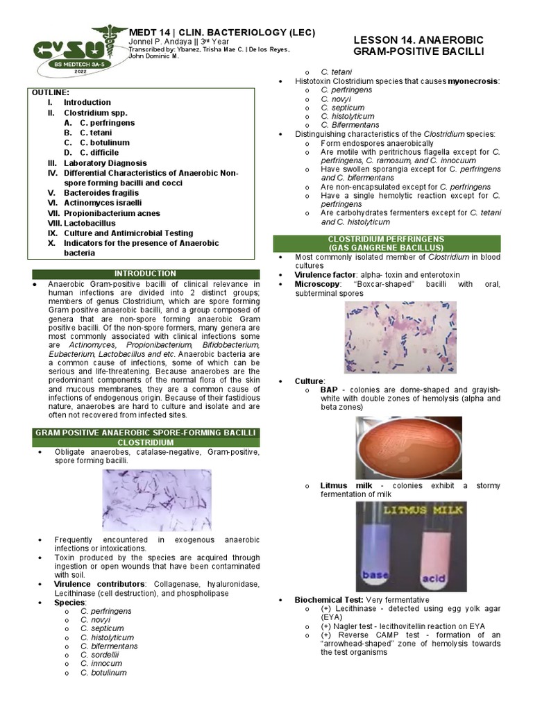 14 Anaerobic Gram Positive Bacilli PDF | PDF | Botulinum Toxin ...