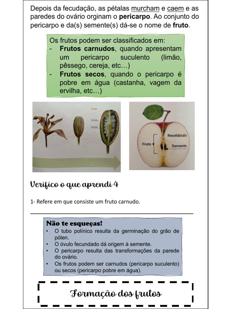 Formação e classificação de frutos | PDF | Fruta | Flores