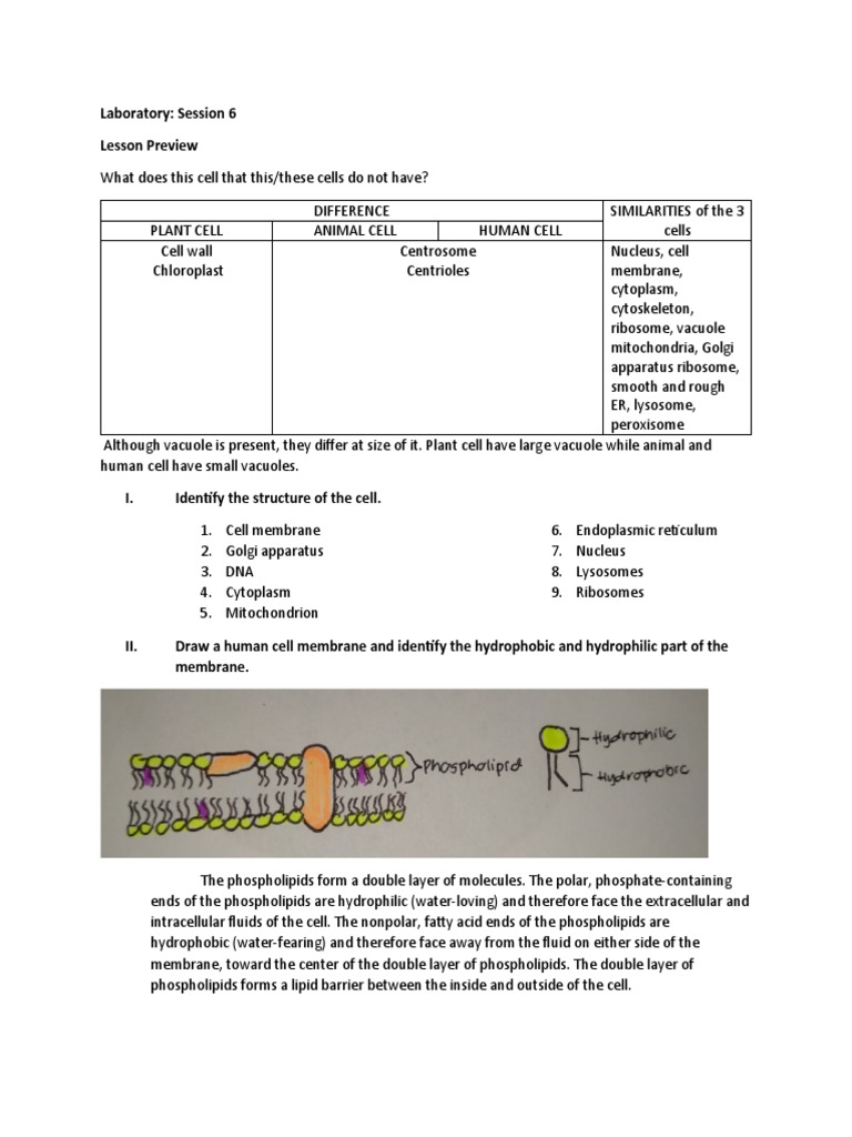 Laboratory: Session 6 Lesson Preview | Download Free PDF | Cell ...