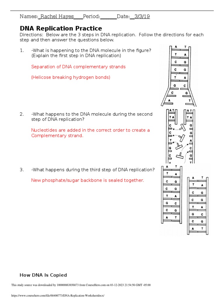 DNA Replication Worksheet PDF | PDF | Dna | Dna Replication