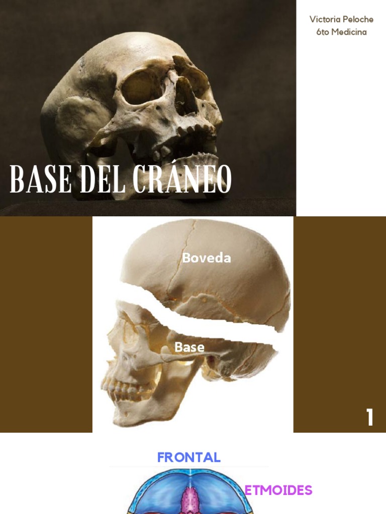 Base Del Craneo Pdf