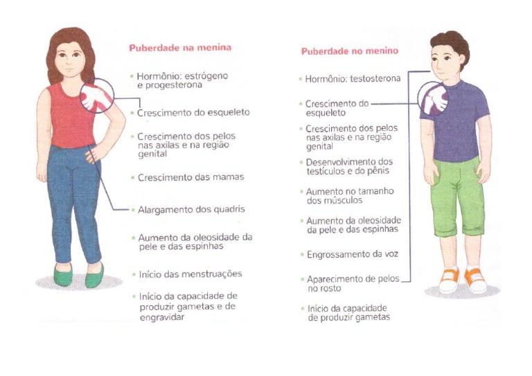 Puberdade Na Menina e No Menino | PDF