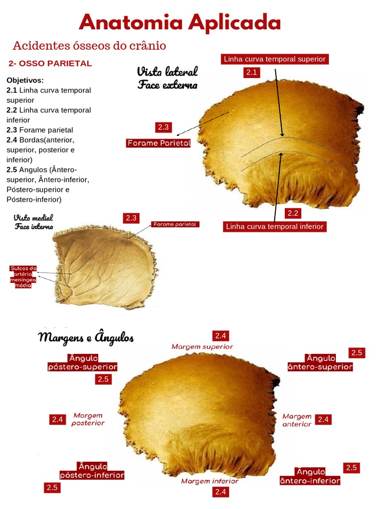 As principais características anatômicas do osso parietal | PDF