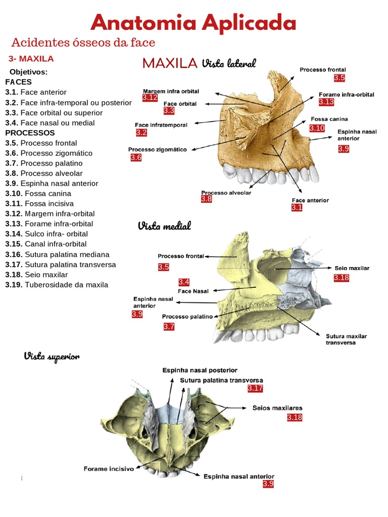 Ossos da Face | PDF | Sistema Esquelético | Sistema Locomotor