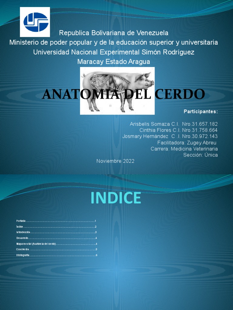 Anatomia Del Cerdo Final2 | PDF | Cerdo | Anatomía