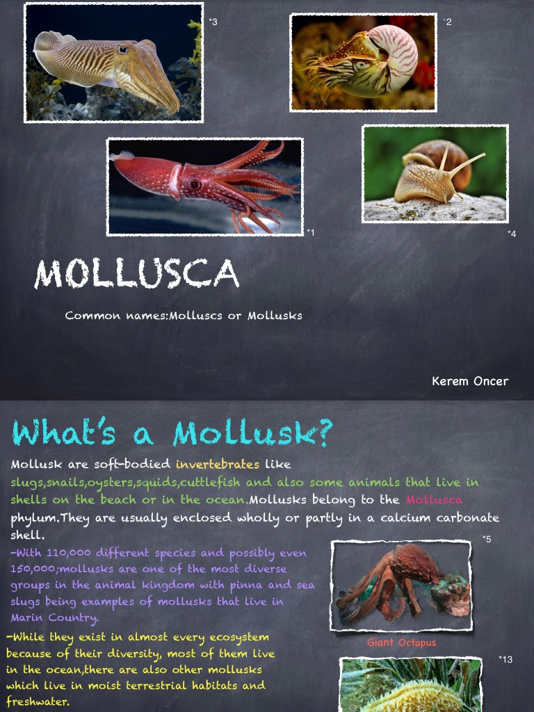 Mollusks | PDF | Mollusca | Molluscs