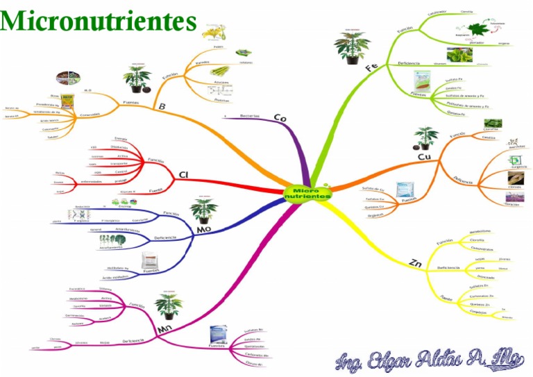 Mapa Mental de Micronutrientes | PDF