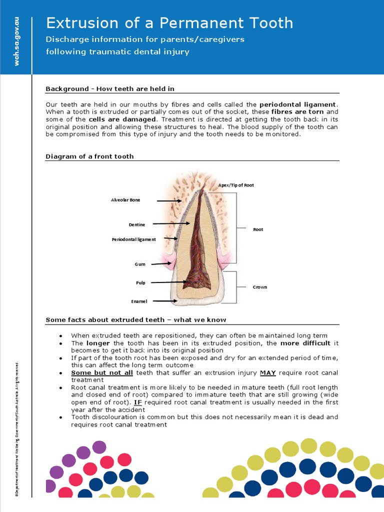 Permanent Trauma Extrusion PDF | PDF | Human Tooth | Dentistry