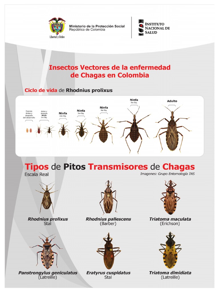 Laminario Triatominos Enfermedad Chagas 2012 | PDF