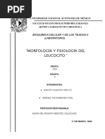 Recuento Diferencial de Leucocitos | PDF | Leucocito | Hematología