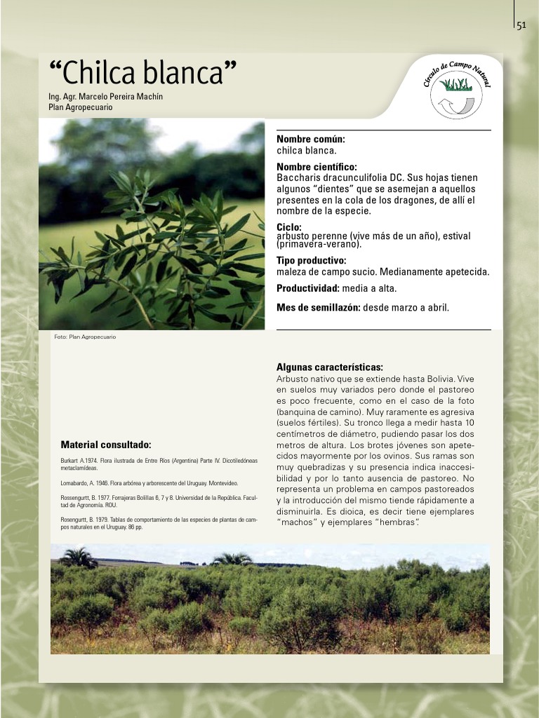 "Chilca Blanca": Nombre Común: Nombre Científico | PDF | Organismos ...