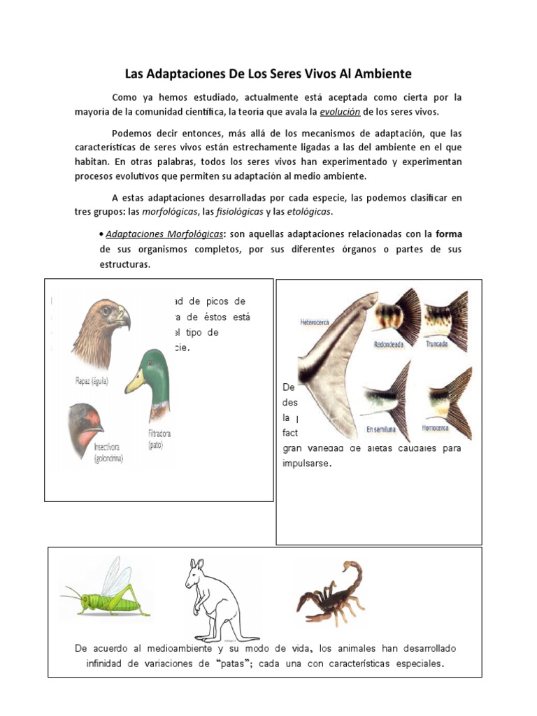 Las Adaptaciones de Los Seres Vivos Al Ambiente | Descargar gratis PDF ...