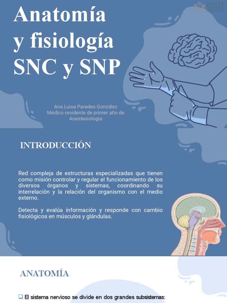 Anatomia y Fisiologia Del SNC y SNP | PDF | Neurona | Cerebro