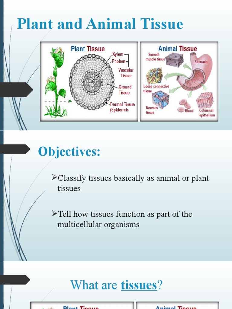 Lesson 9-Plant and Animal Tissue | PDF | Tissue (Biology) | Connective ...