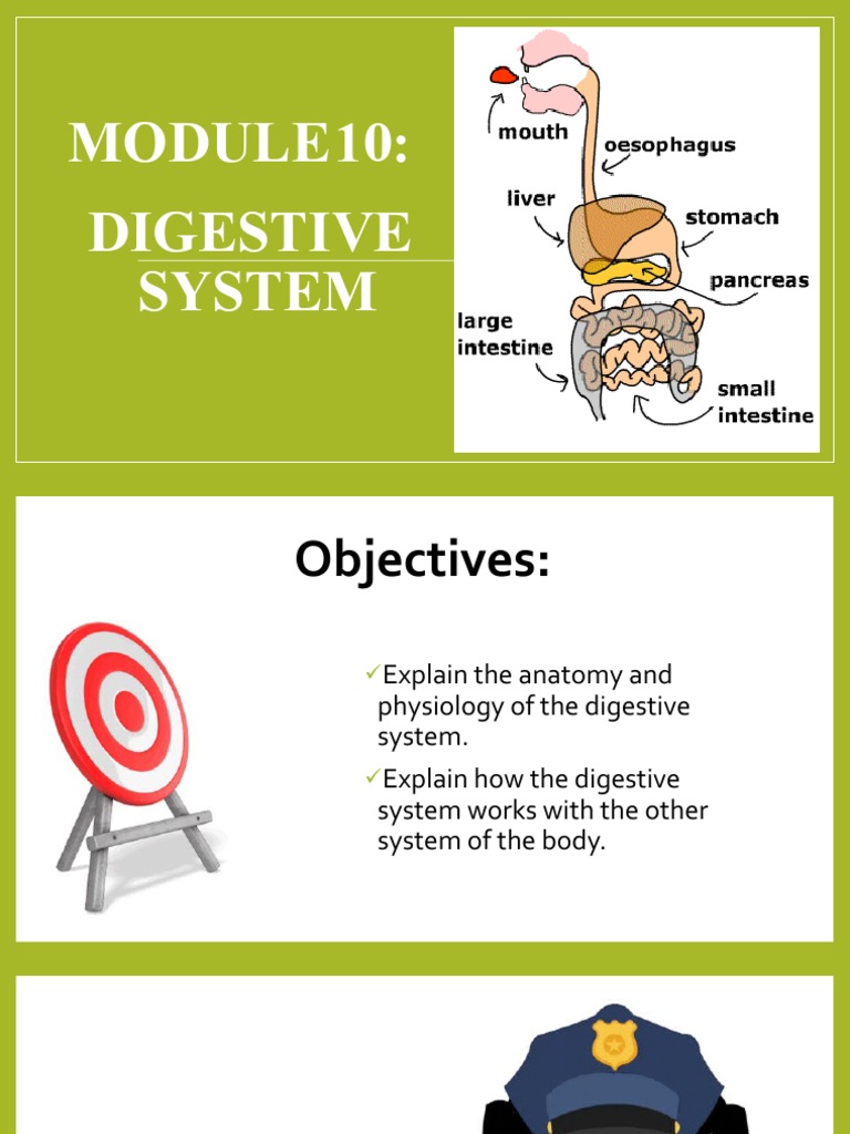Module 10-Digestive System | PDF | Digestion | Human Digestive System