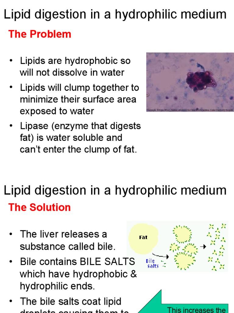 Lipid Digestion with Bile Salts | PDF