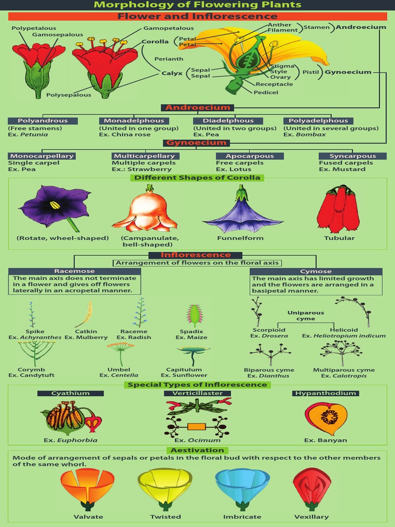 Flower and Inflorescence | PDF | Flowers | Petal