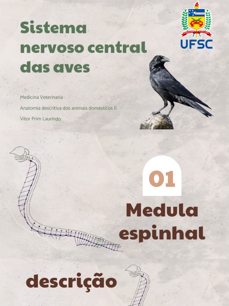 Sistema Nervoso Central Das Aves | PDF | Medula espinhal | Anatomia humana
