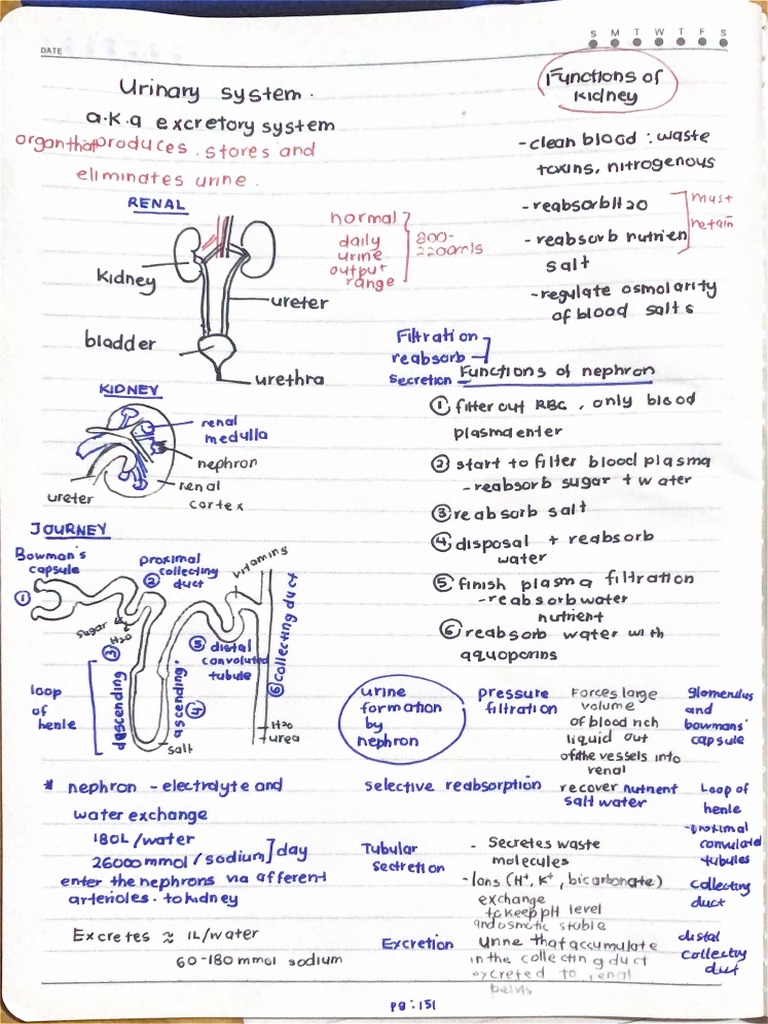 Urinary System | PDF