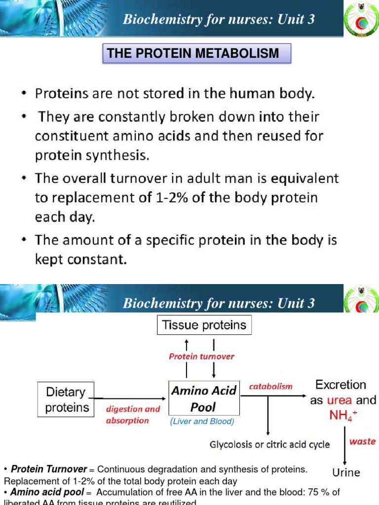 Protein Metabolism | PDF | Biochemistry | Chemistry