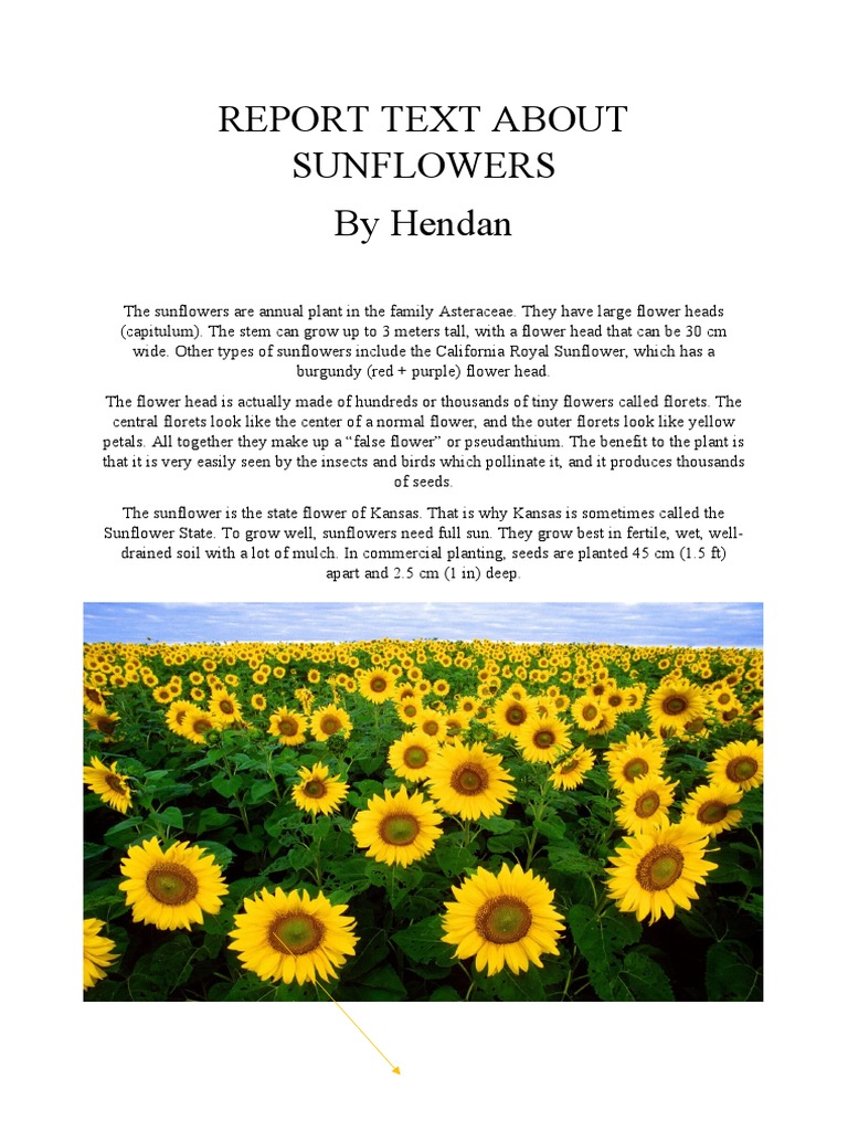 Report Text About Sunflowers Hendan | PDF