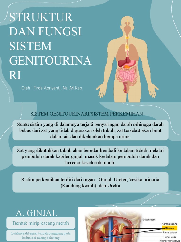 Struktur dan Fungsi Sistem Genitourinari | PDF