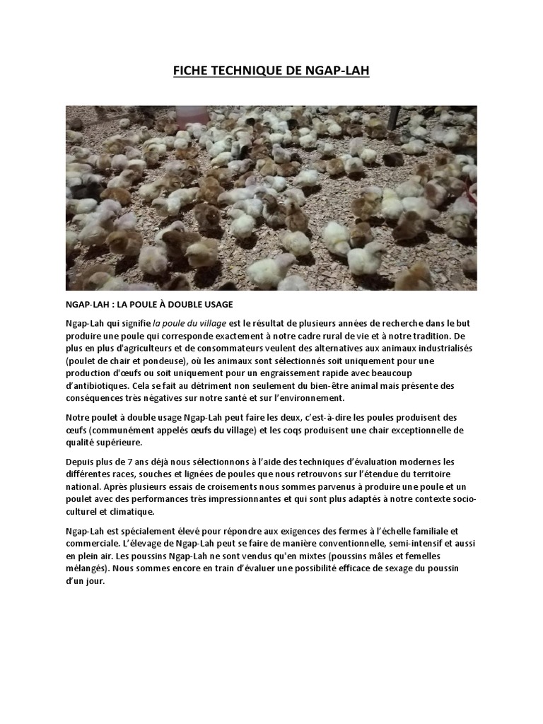 Fiche Technique de Ngap-Lah-1 | PDF | Poulet | Animaux et humains