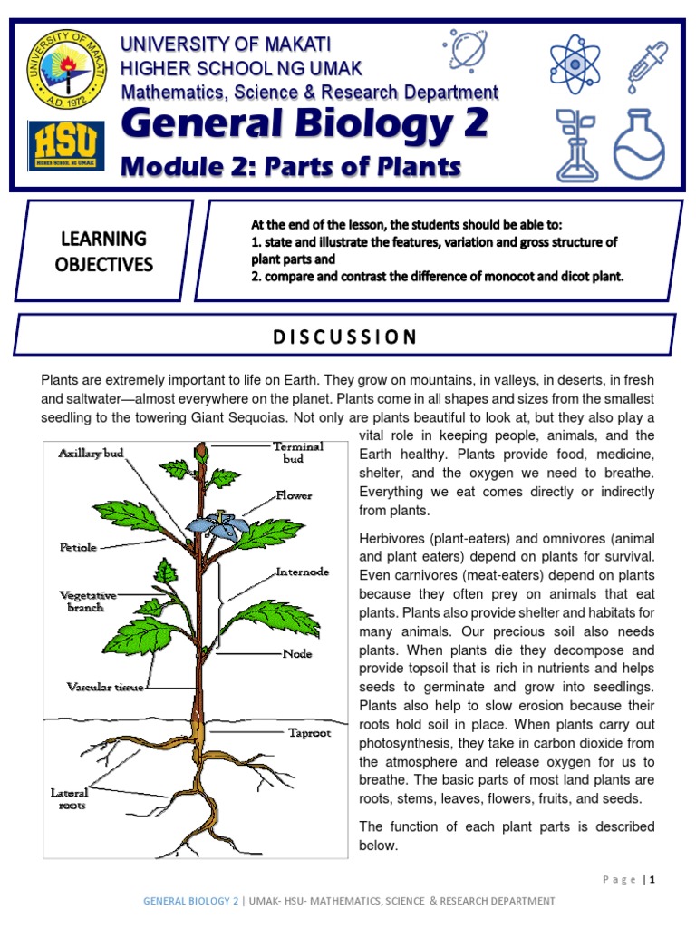 Genbio2 Module 2 Parts of Plants | PDF | Plant Stem | Fruit
