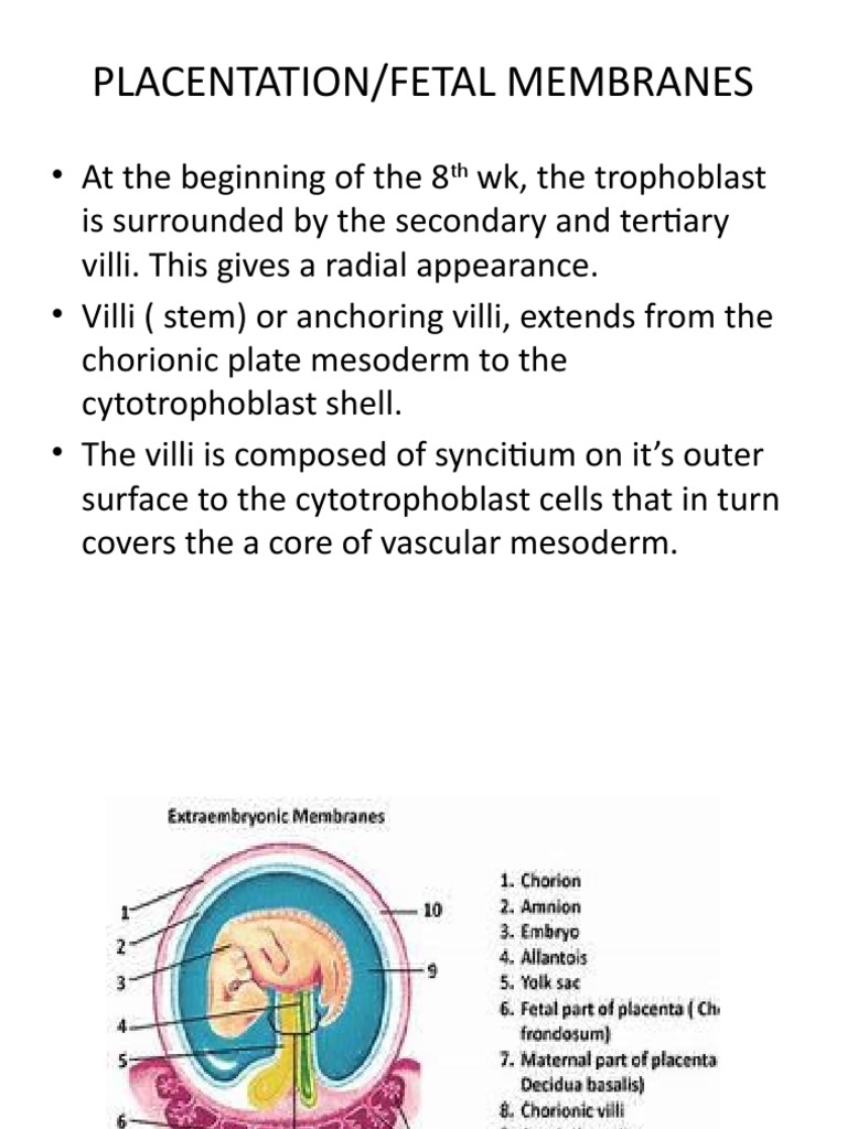 Anat 213, Placentation-Embryology | PDF | Placenta | Medical Specialties