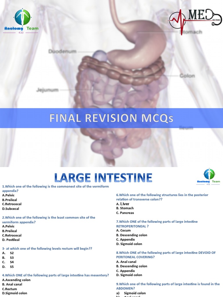 Anatomy of the Large Intestine: A Comprehensive Review of Key ...