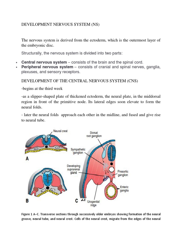DEVELOPMENT NERVOUS SYSTEM Brain Face PDF | PDF | Nervous System ...