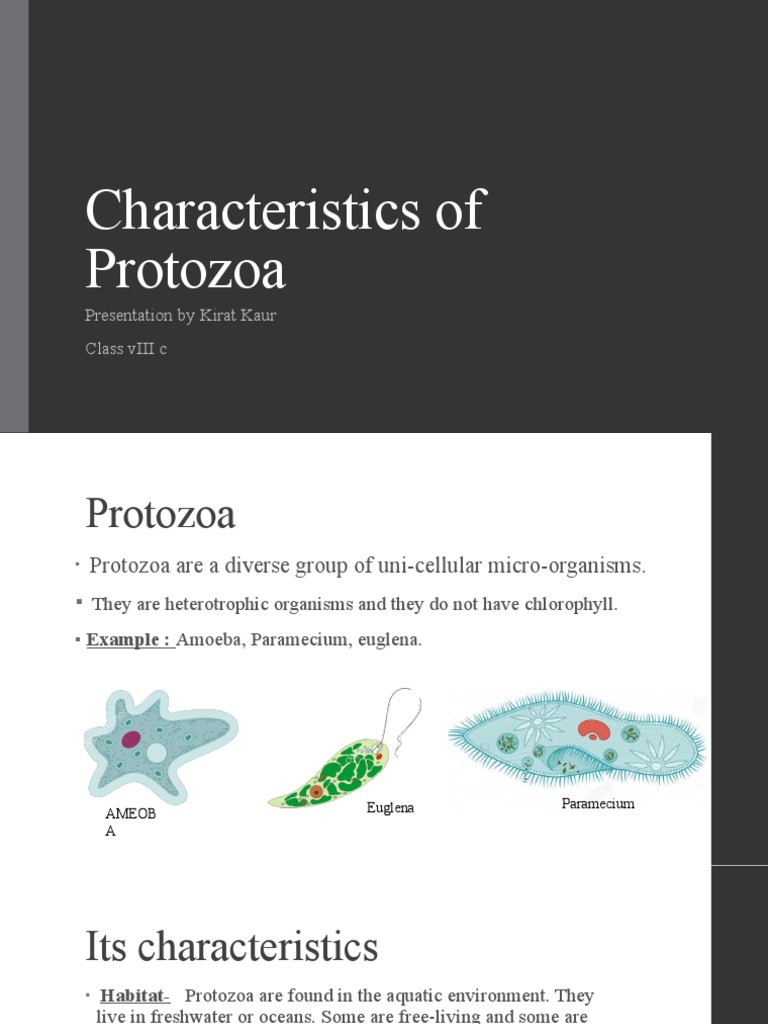 Characteristics of Protozoa | PDF