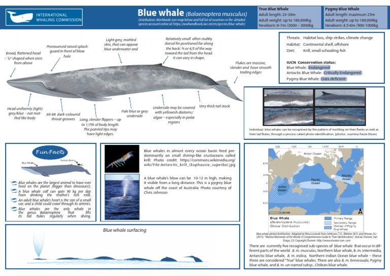 Blue Whale A4 Fact Sheet | PDF | Whales | Cetaceans
