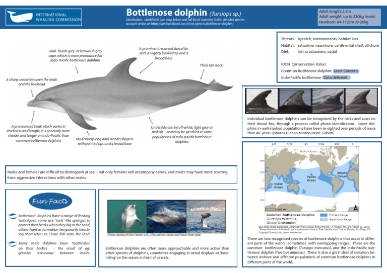 Bottlenose Dolphin A4 Fact Sheet | PDF | Dolphin | Marine Vertebrates
