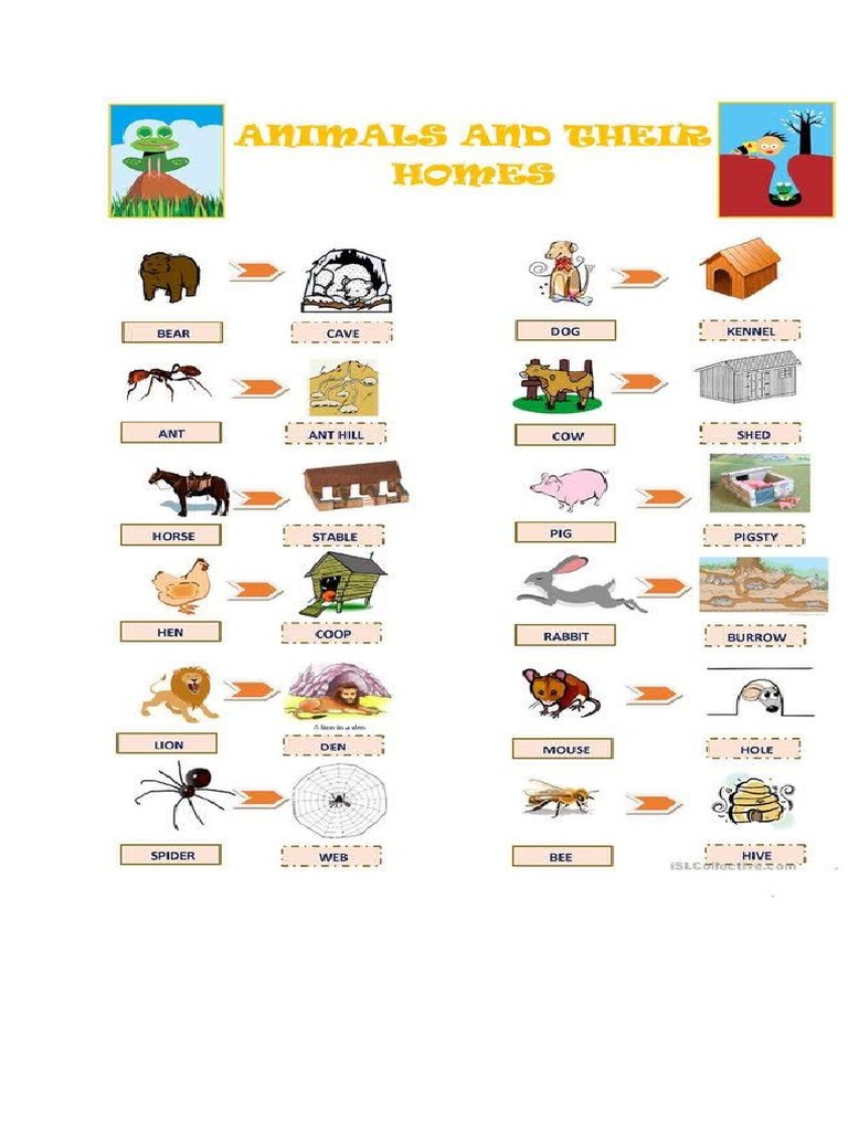 ANimal and Their Homes | PDF