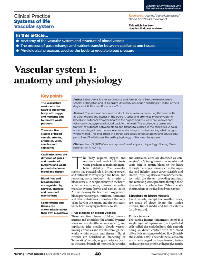 Vascular System 1 Anatomy and Physiology | PDF | Artery | Aorta