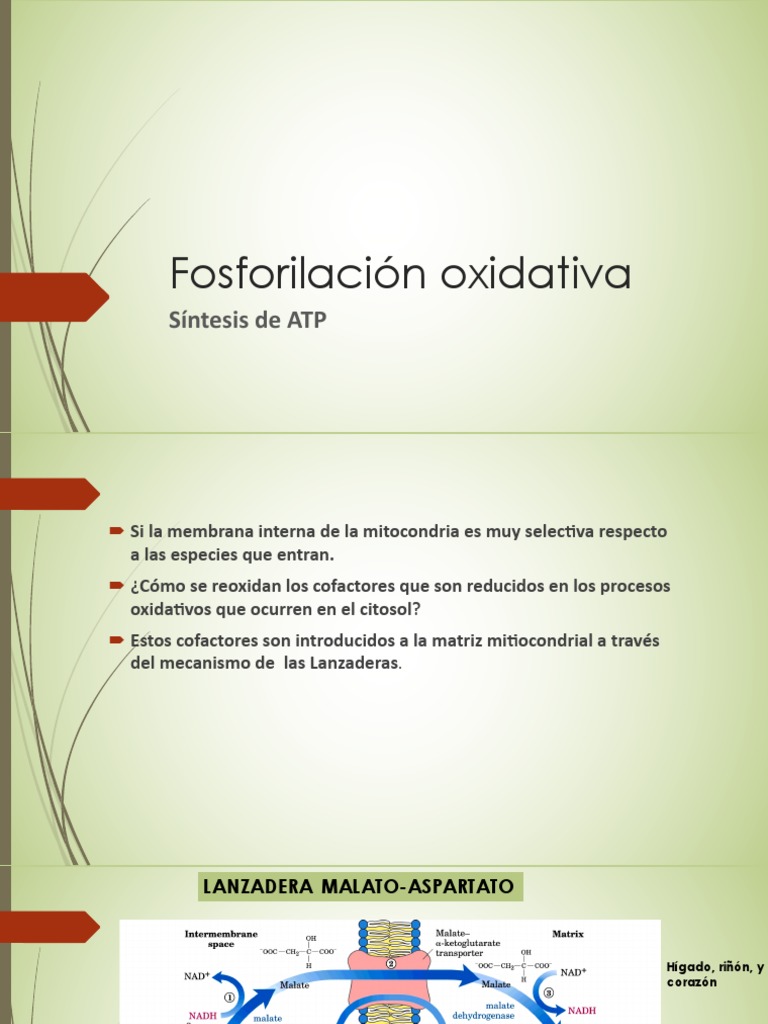 Fosforilacion Oxidativa | PDF | Trifosfato de adenosina | Cadena de transporte de electrones