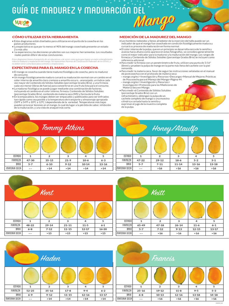Madurez Del Mango Org PDF | PDF | Mango | Agricultura