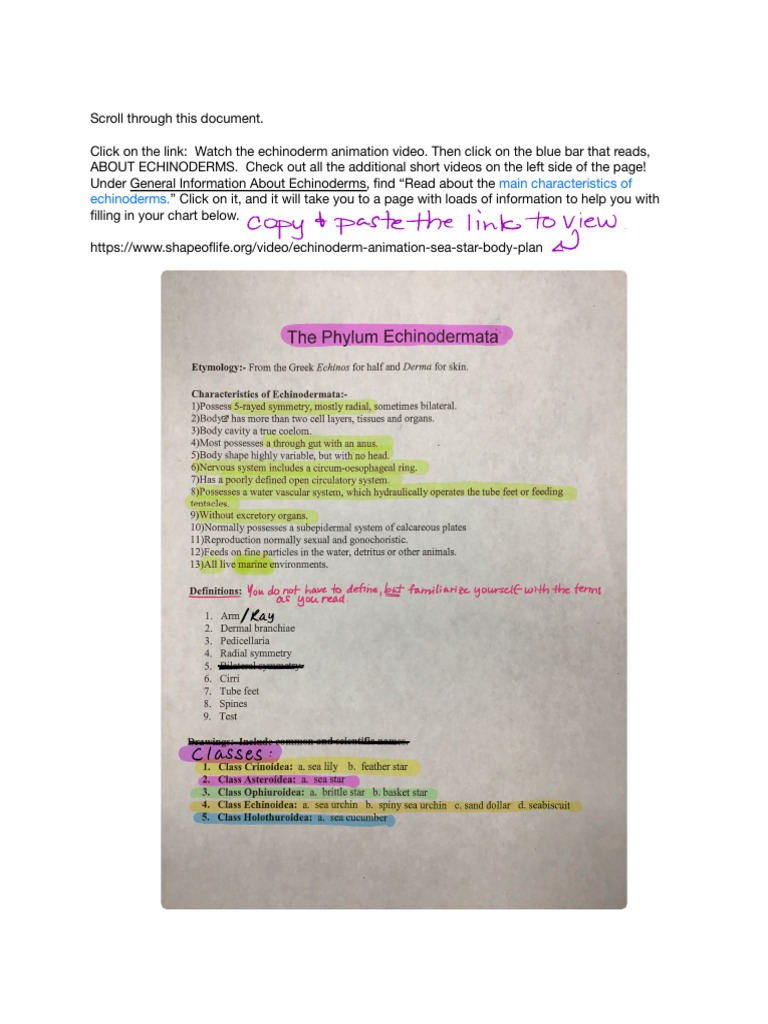 Phylum Echinodermata Notes and Chart | PDF
