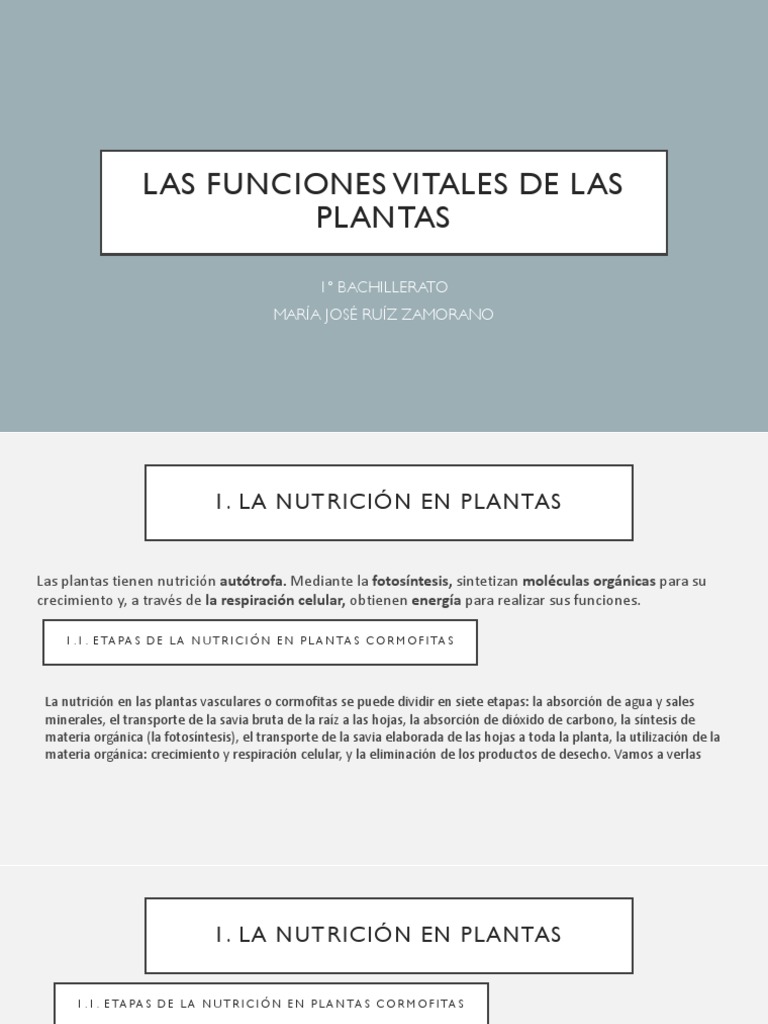 Las Funciones Vitales de Las Plantas: 1º Bachillerato María José Ruíz ...