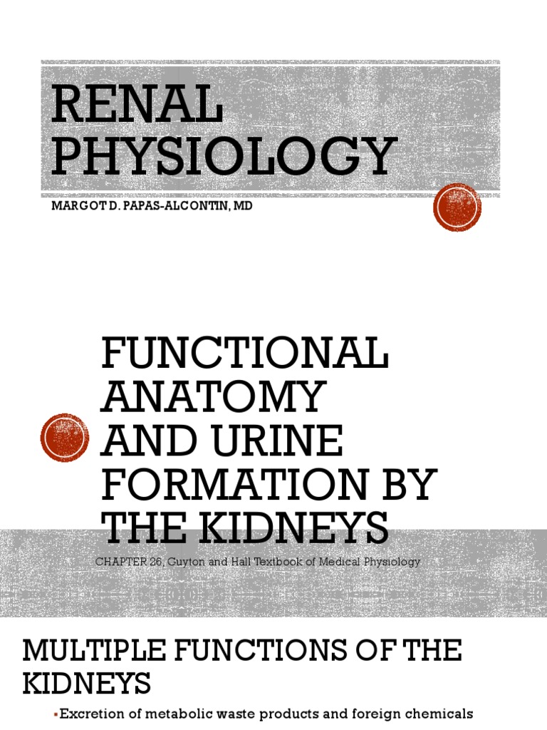 Chapter 26 | PDF | Kidney | Urinary Bladder