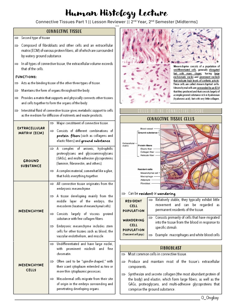 Connective Tissue Histology Overview | PDF | Extracellular Matrix ...