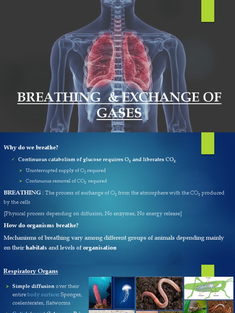 Breathing & Exchange of Gases (1).pdf | PDF | Exhalation | Respiratory ...