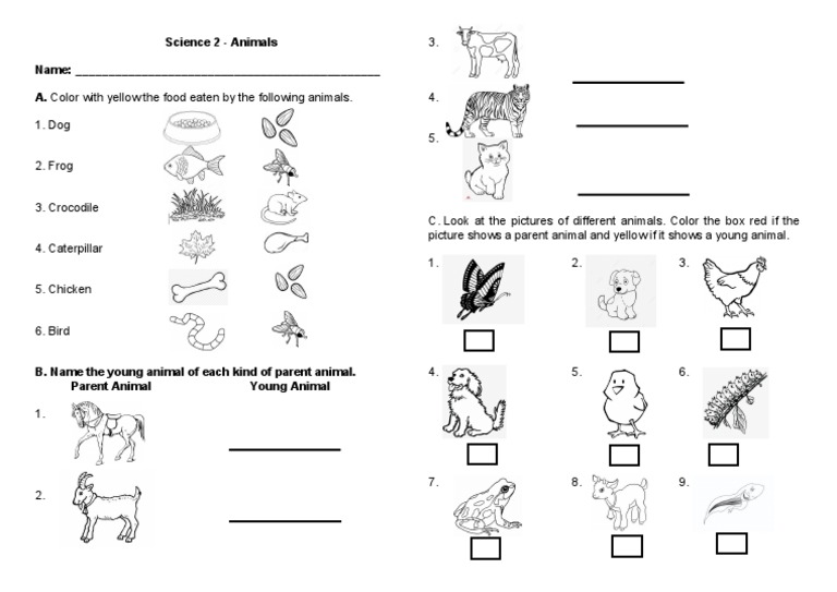 Grade 2 - Animals Quiz | PDF