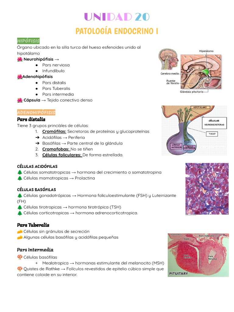 Ordinario Patologia | PDF | Hipertiroidismo | Glándula suprarrenal