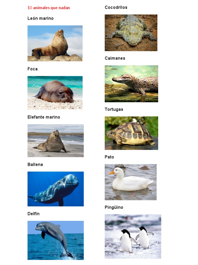 10 Animales Que Nadan | PDF