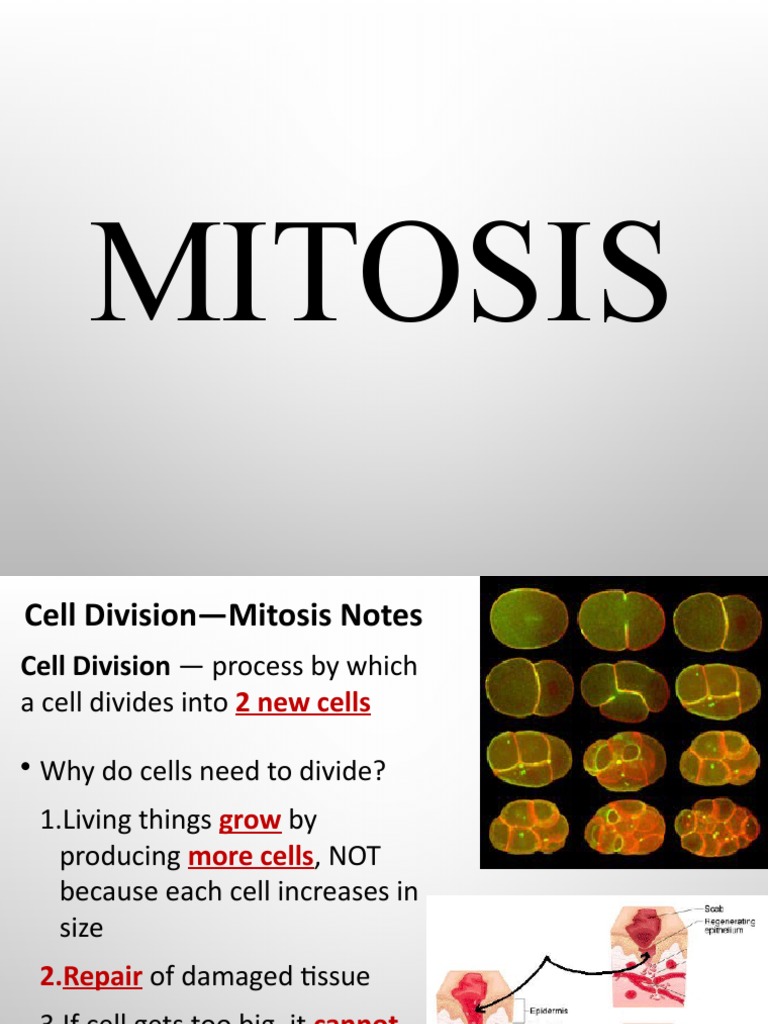 Mitosis Powerpoint | PDF | Mitosis | Chromosome