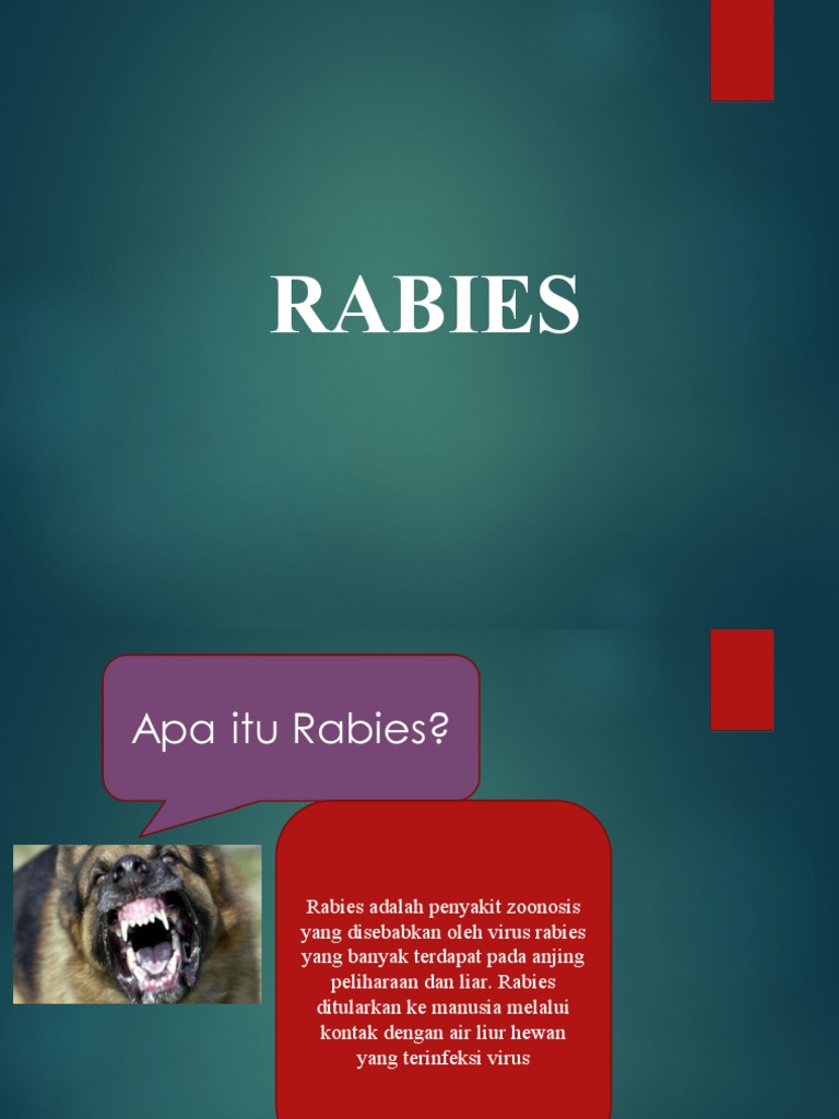 Penyuluhan Rabies | PDF
